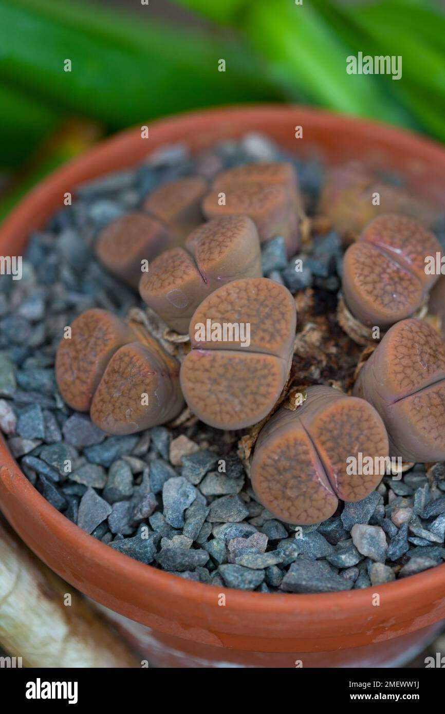 Lithops hookeri -Fotos und -Bildmaterial in hoher Auflösung – Alamy