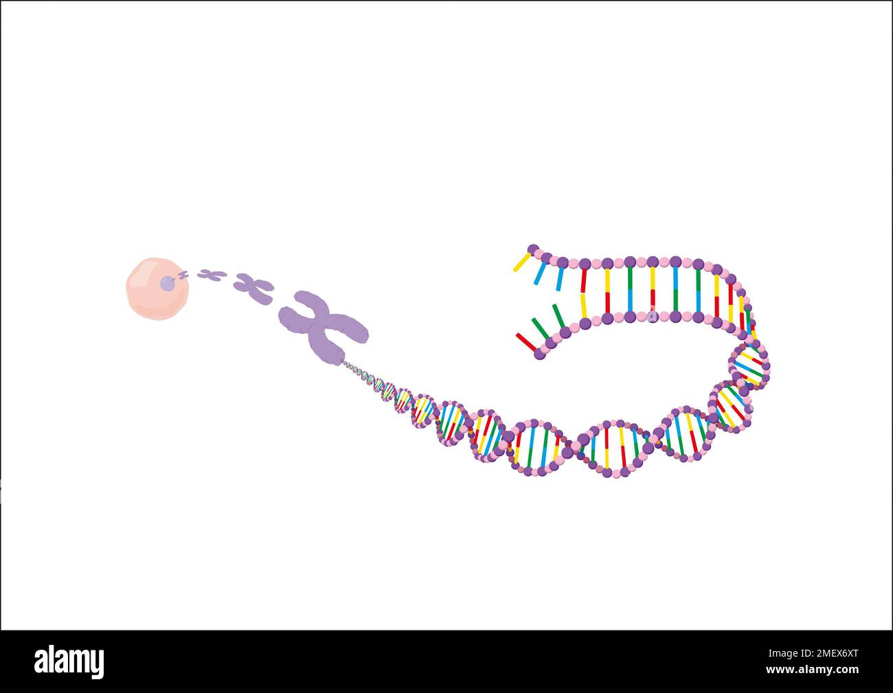 Chromosomes -Fotos und -Bildmaterial in hoher Auflösung – Alamy