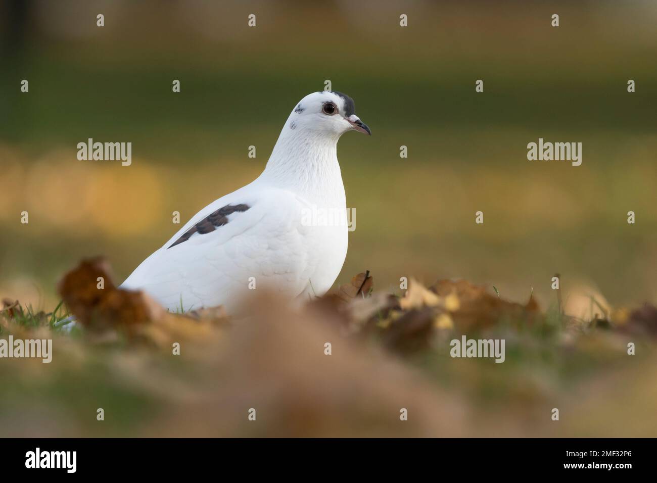 Dekorative taube -Fotos und -Bildmaterial in hoher Auflösung – Alamy
