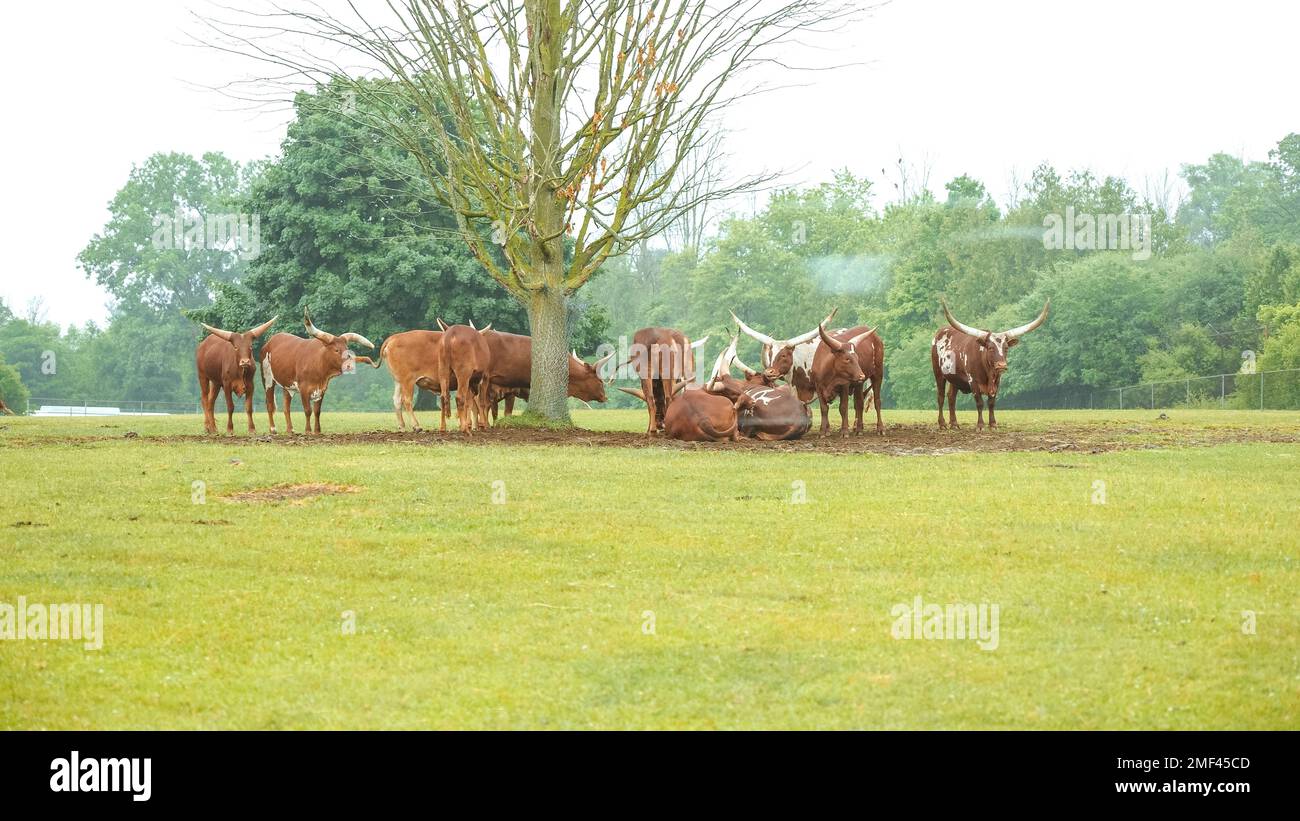 Eine Herde Watusi ruht sich aus und liegt unter dem Baum im Safari-Zo ...