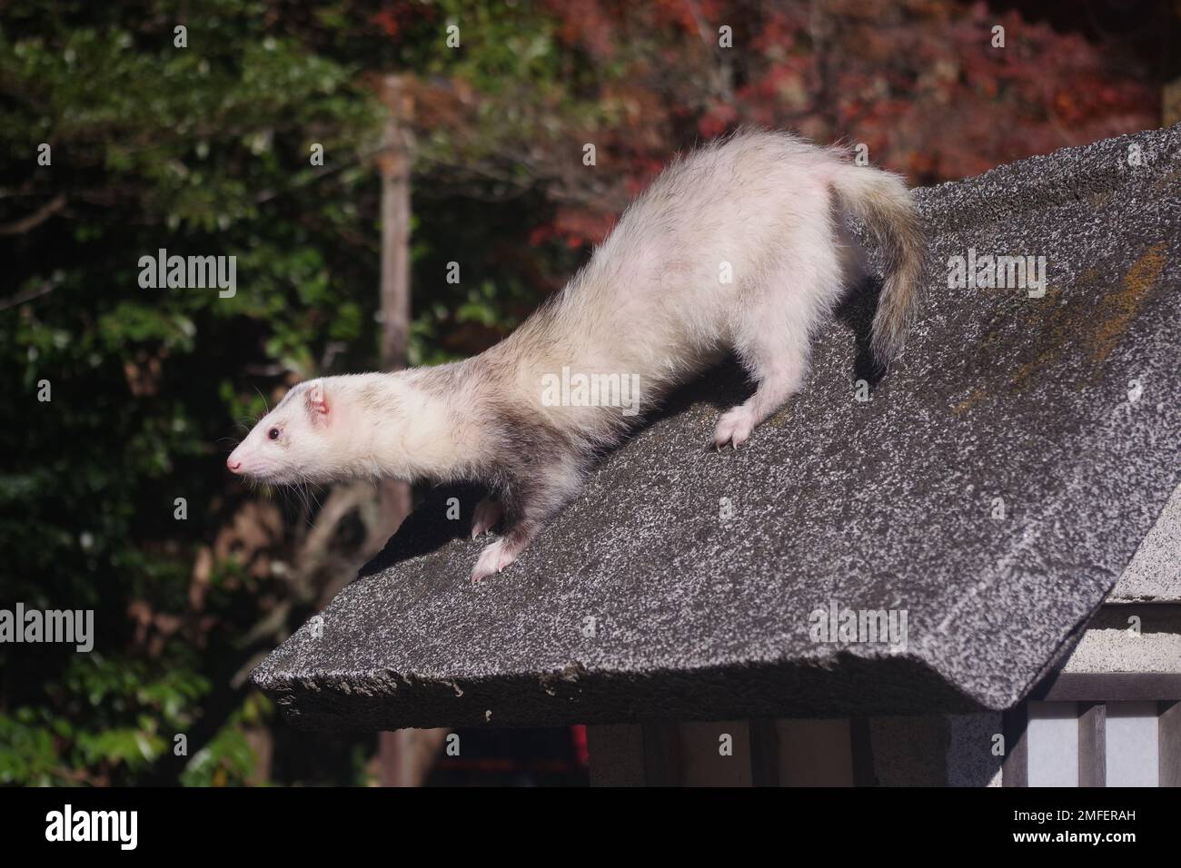 Pequeno tier -Fotos und -Bildmaterial in hoher Auflösung – Alamy