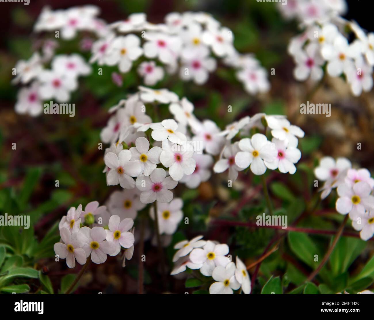 Mattenbildende immergrüne staude -Fotos und -Bildmaterial in hoher Auflösung – Alamy