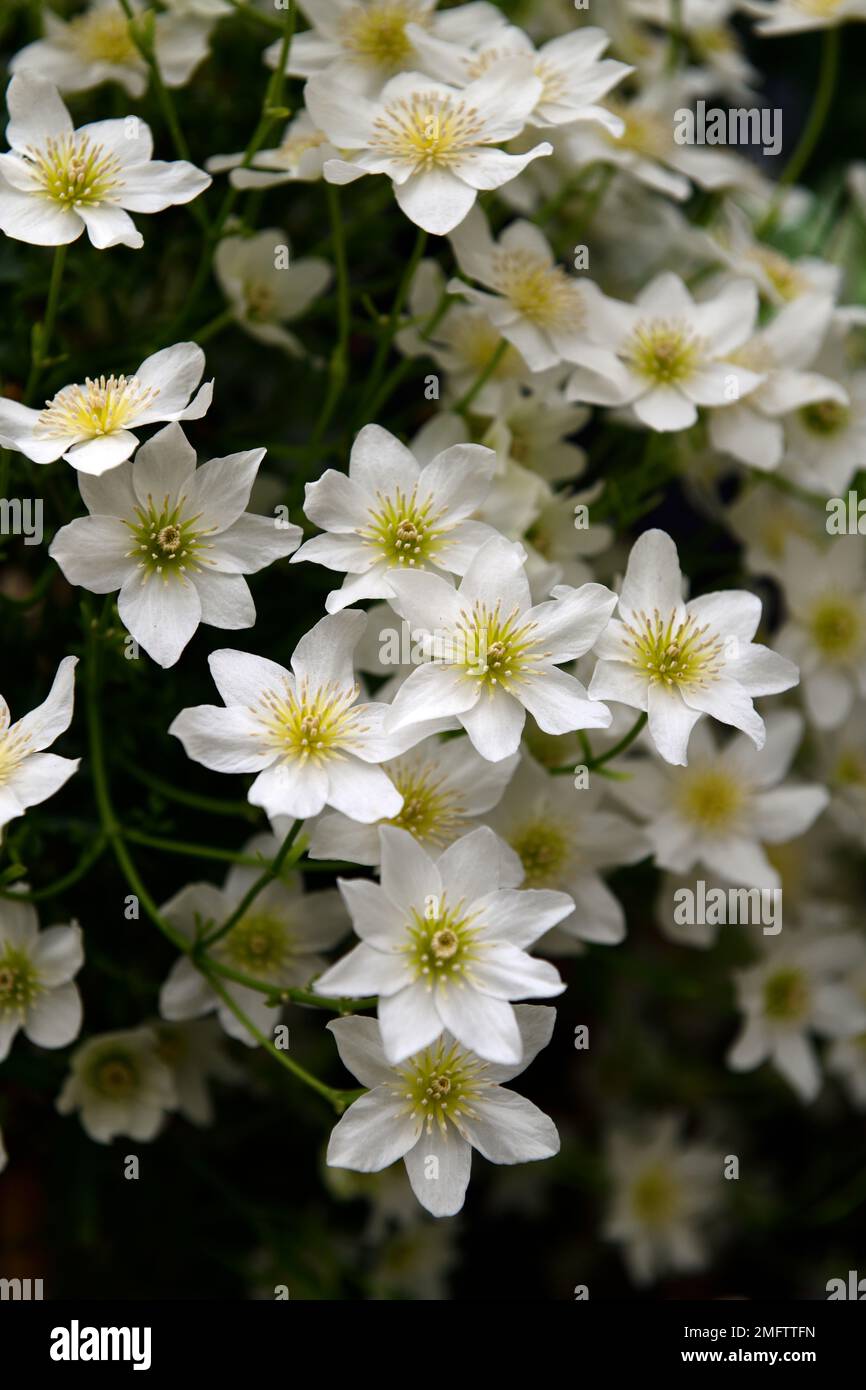 Clematis x cartmanii Joe, weiße Blumen, nicht anhängende immergrüne ...