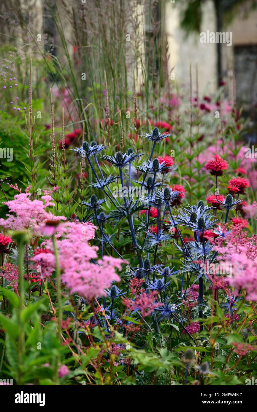 Filipendula rubra, Eryngium x zabelii Big Blue, Monarda jacob Cline, blaue und rote Blume, blaue ...