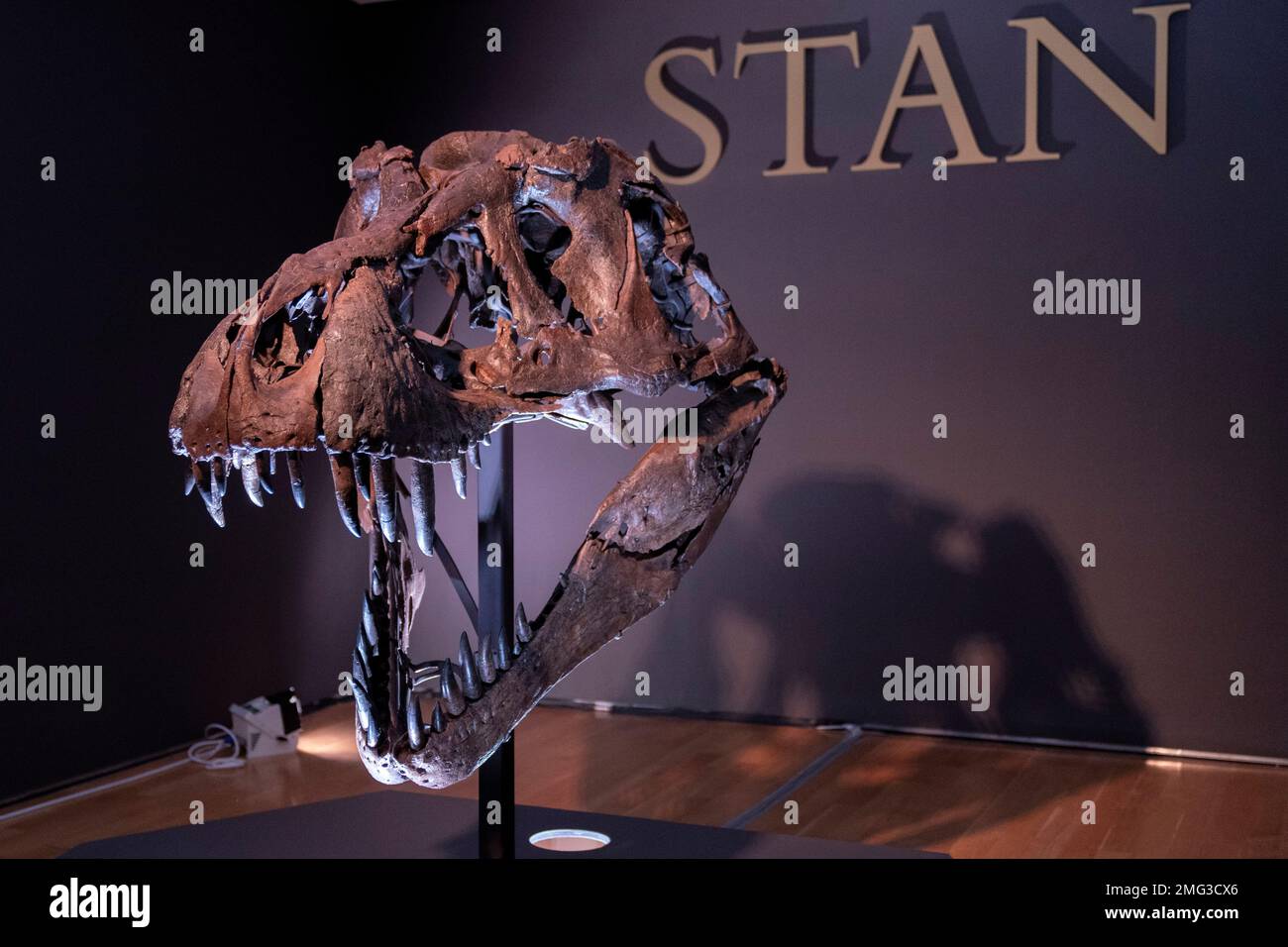 The skull of Stan, one of the largest and most complete Tyrannosaurus ...