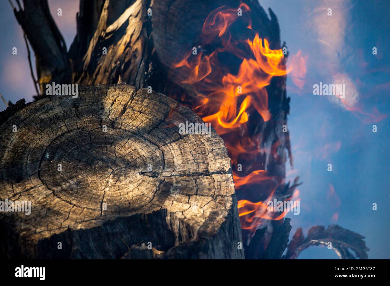 A tree burns in a fire started by an incendiary device launched from ...