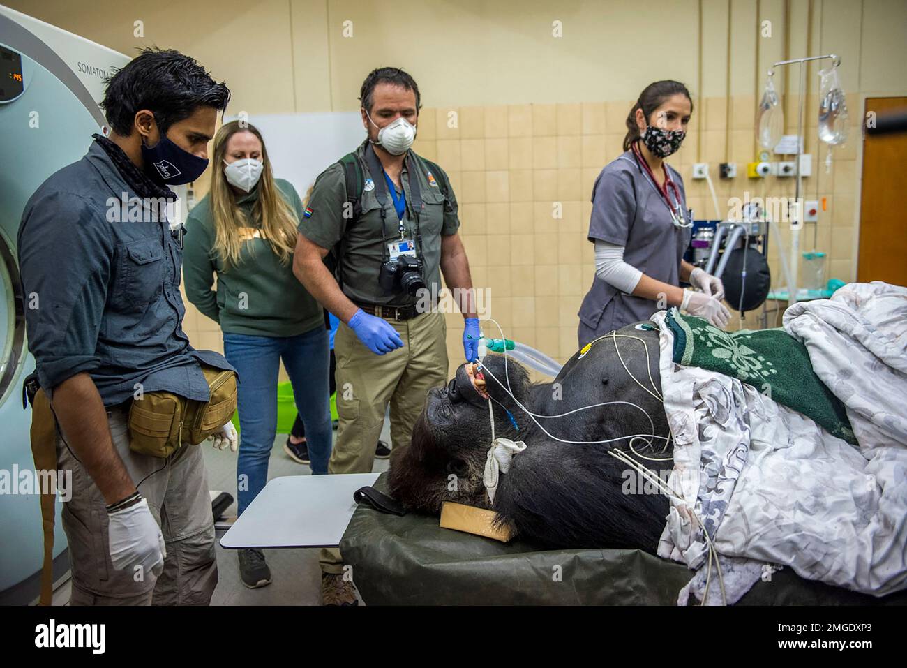 Makokou, a 35-year-old male western lowland gorilla from the ...