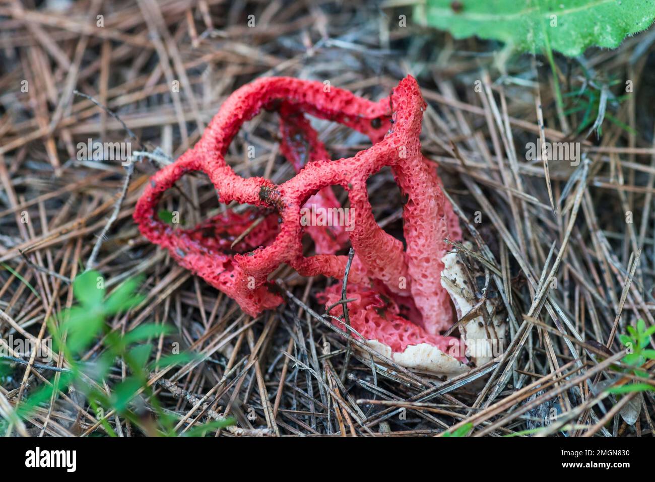 Verziertes stinkhorn -Fotos und -Bildmaterial in hoher Auflösung – Alamy