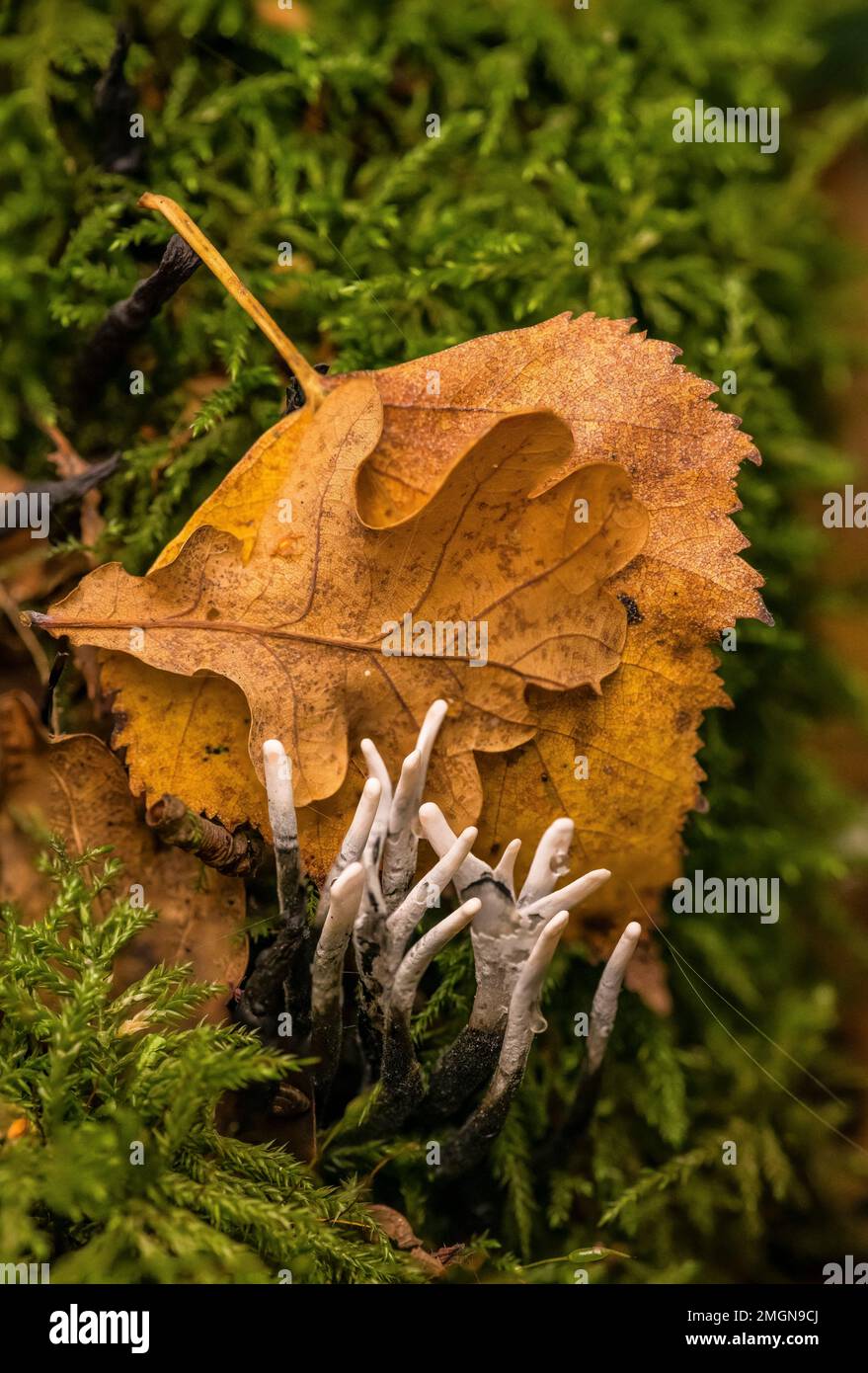 Xylaria pilz xylaria sp -Fotos und -Bildmaterial in hoher Auflösung – Alamy