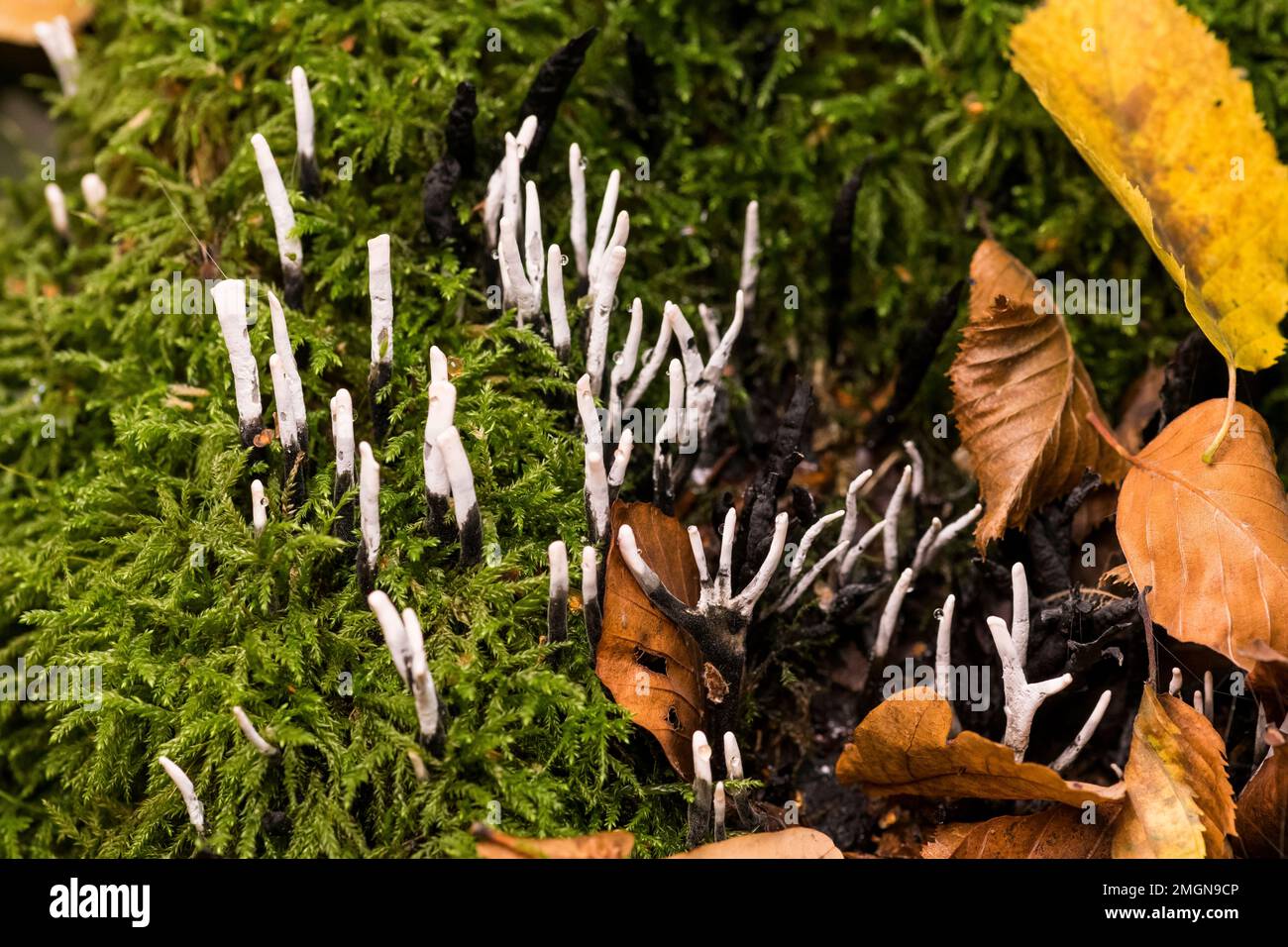 Xylaria pilz xylaria sp -Fotos und -Bildmaterial in hoher Auflösung – Alamy