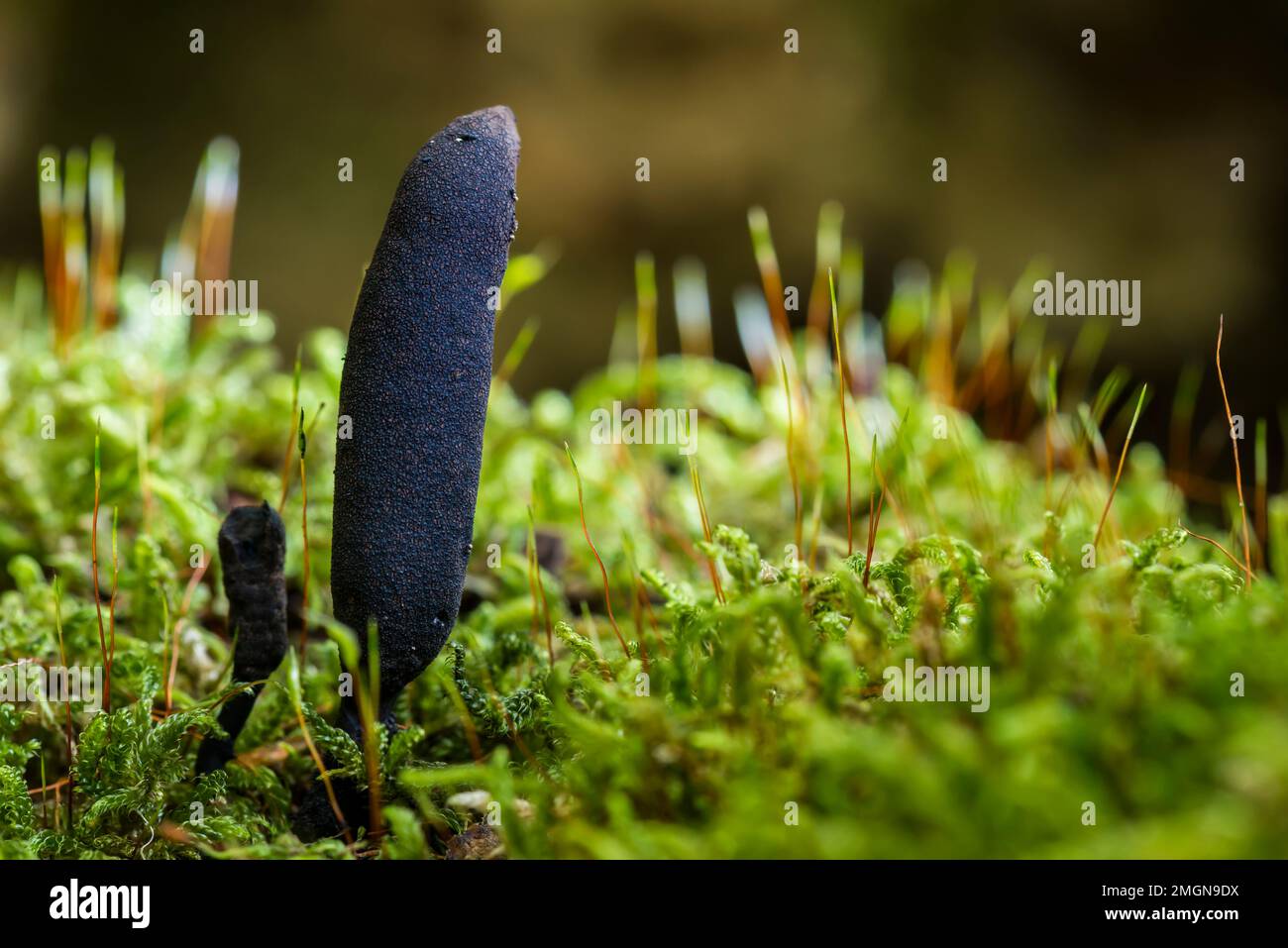 Xylaria pilz xylaria sp -Fotos und -Bildmaterial in hoher Auflösung – Alamy