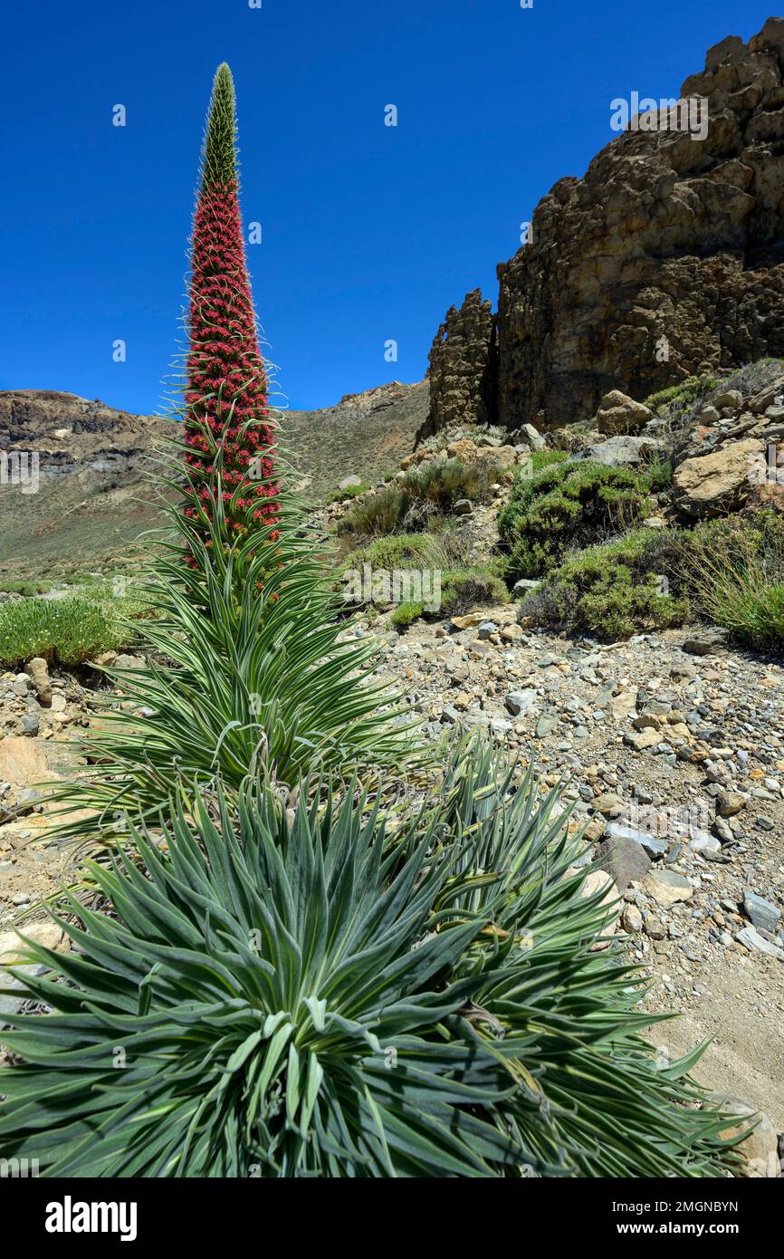 Turm der Juwelen (Echium Wildpretii) in voller Blüte an den Hängen des ...