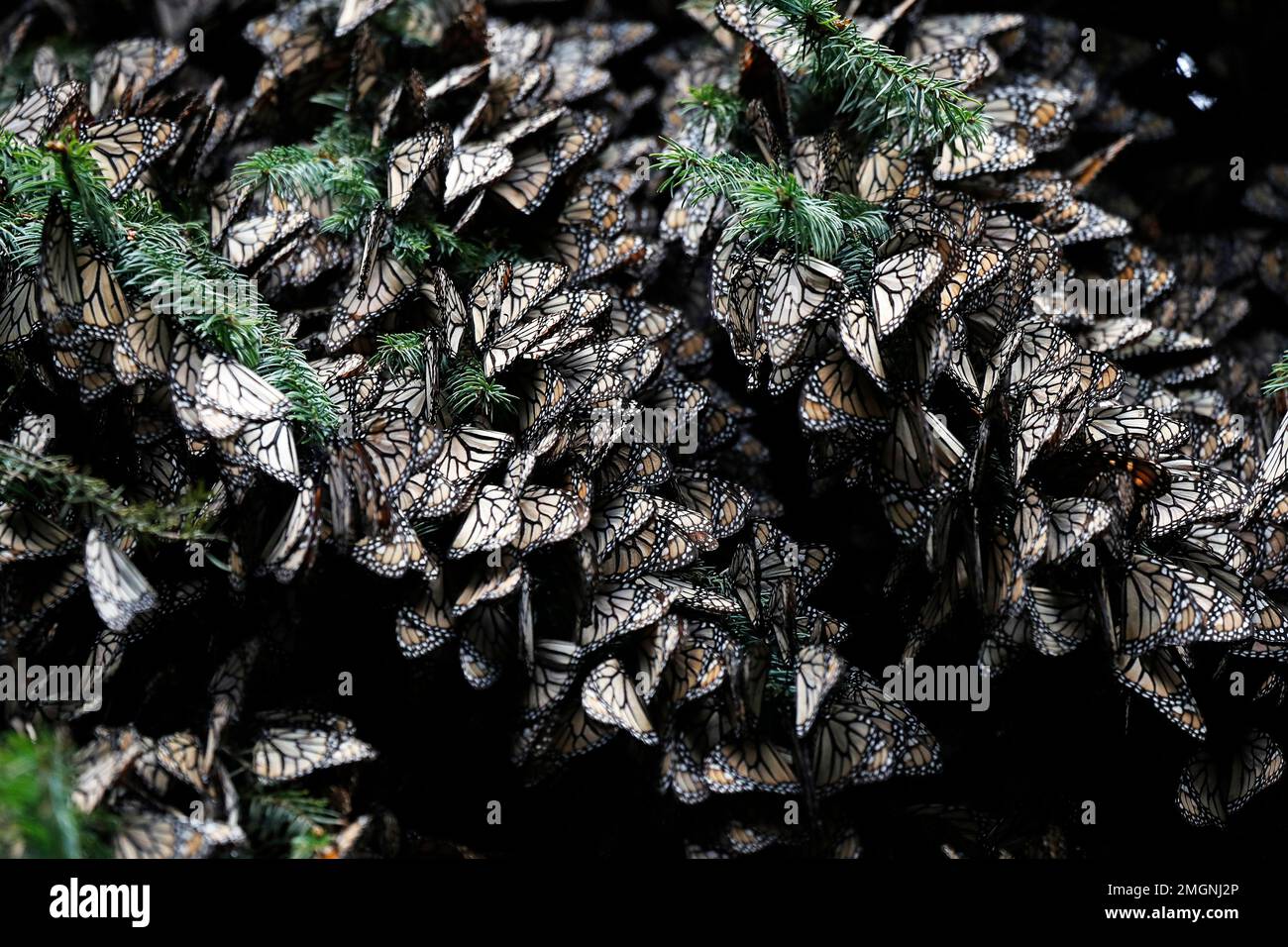 Monarch butterflies cluster on tree branches in the Amanalco de Becerra ...