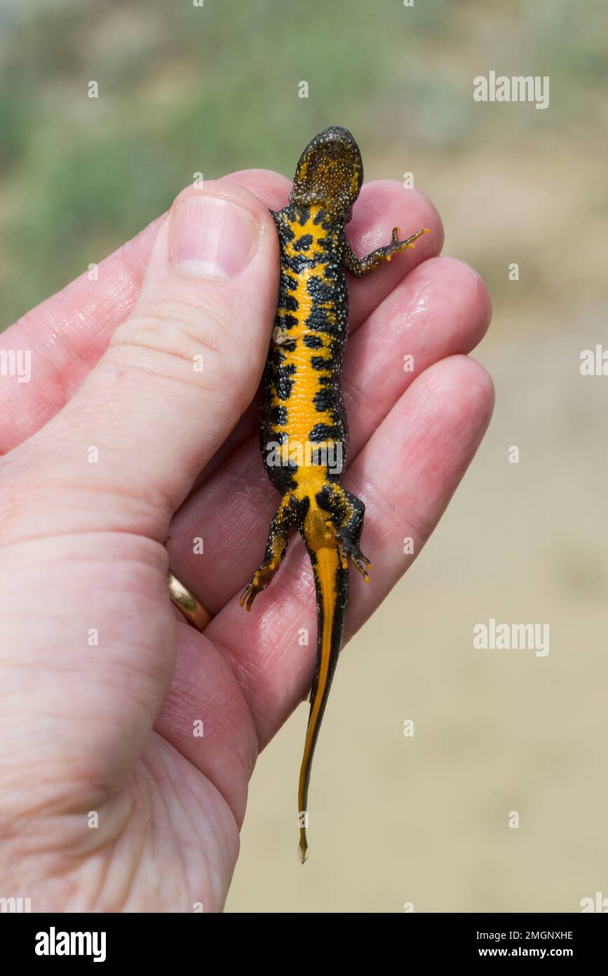 Crested Molch (Triturus cristatus) in der Hand, orangefarbener und ...