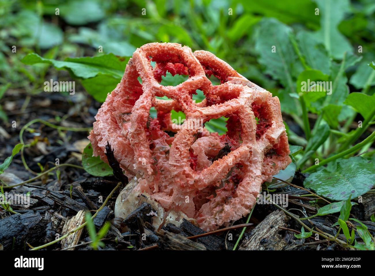 Verziertes stinkhorn -Fotos und -Bildmaterial in hoher Auflösung – Alamy