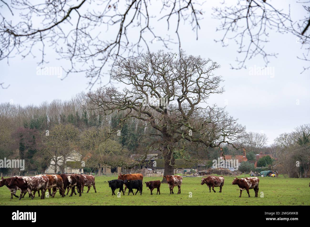 Thorpe, Surrey, Großbritannien. 26. Januar 2023. Die Bauern fütterten ...