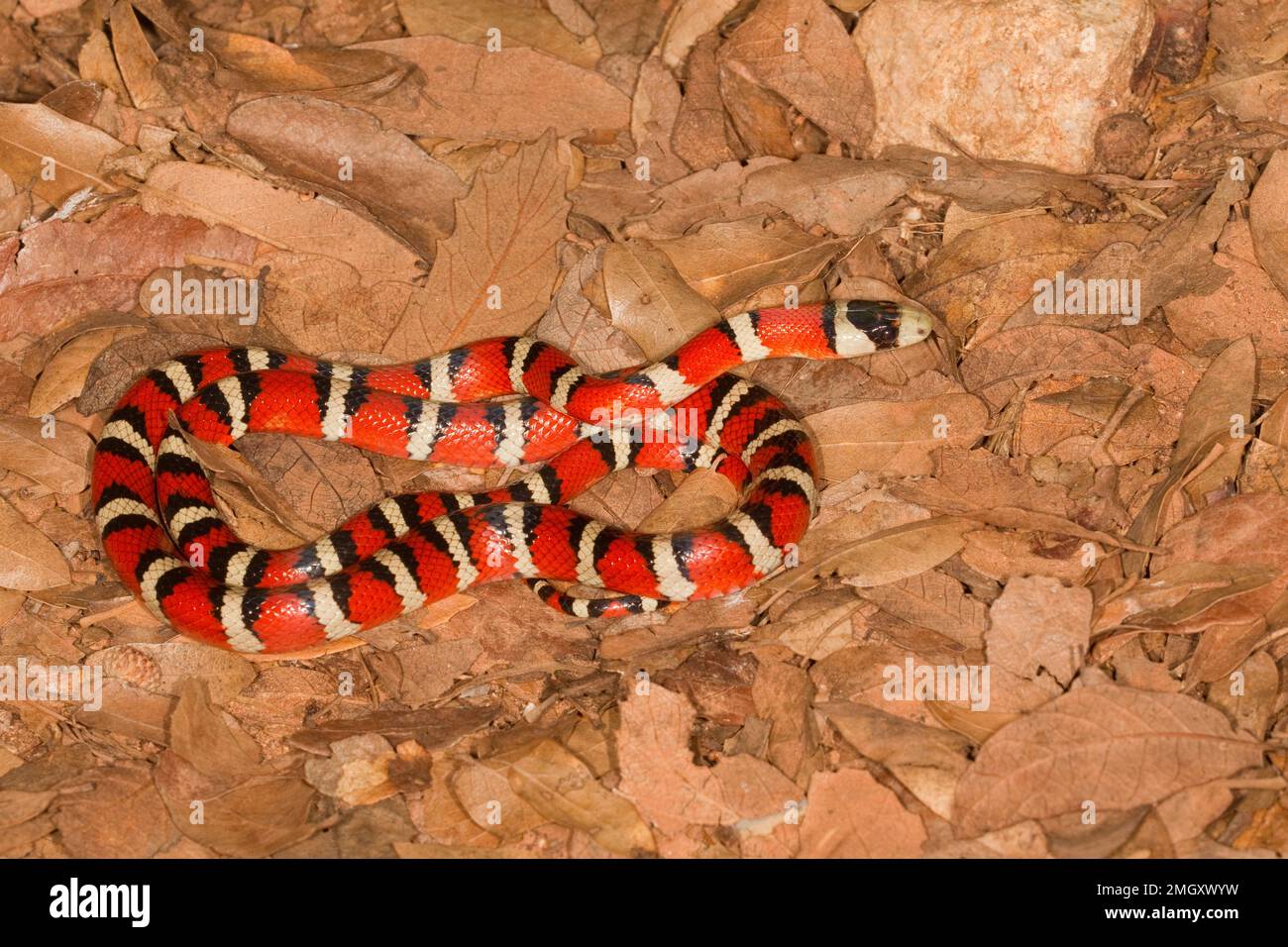 Arizona mountain kingsnake -Fotos und -Bildmaterial in hoher Auflösung ...