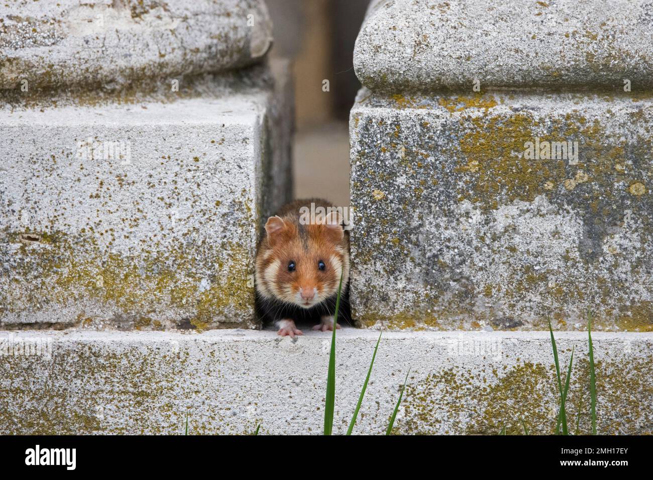 Europäischer Hamster / Eurasischer Hamster / Schwarzbauch-Hamster ...