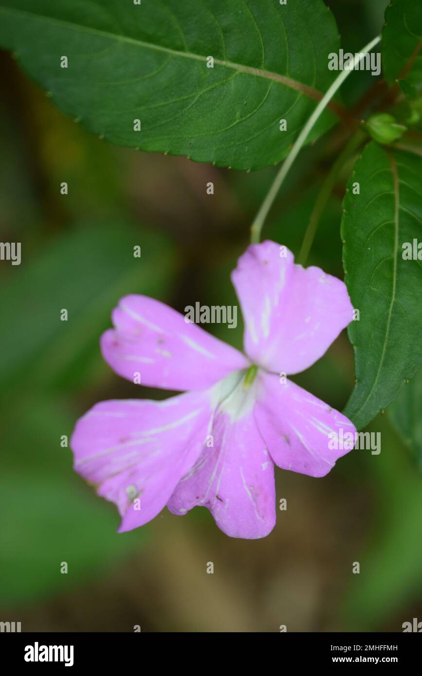 Kreatives Layout aus violetten Blättern und weißen Jasminblumen. Flach ...