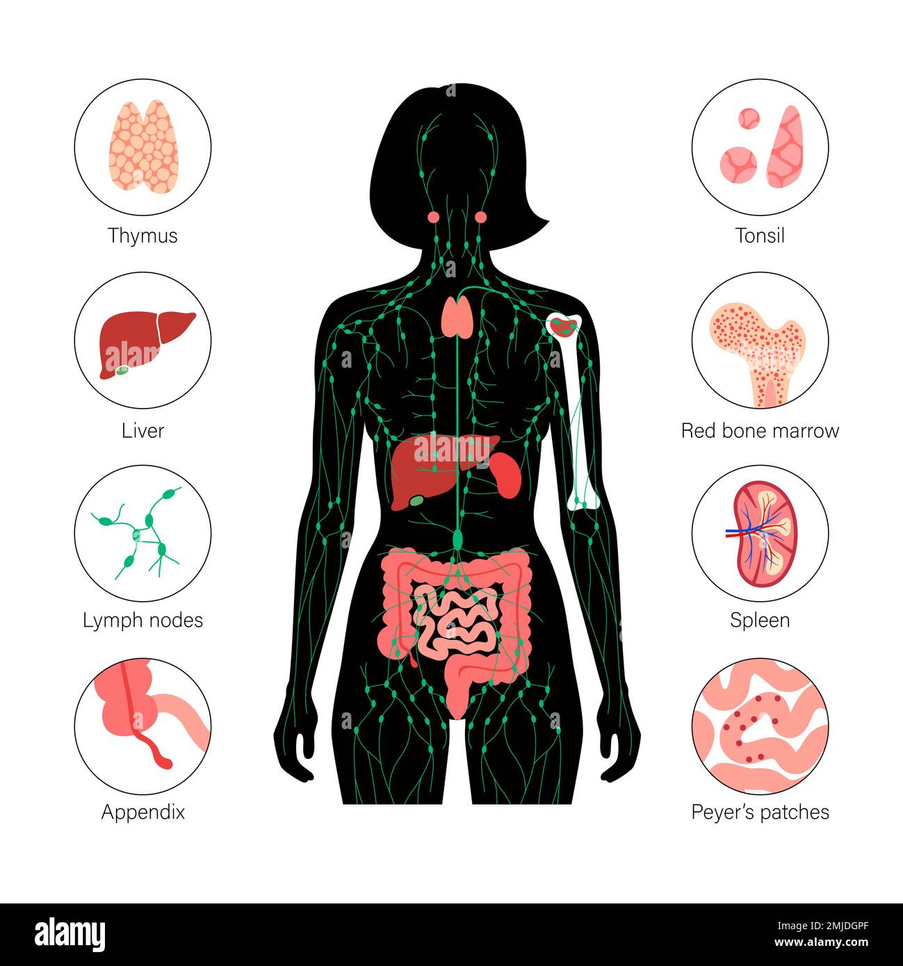 Lymphoepitheliales Organ _ Lymphoepitheliale Organe – GLJY