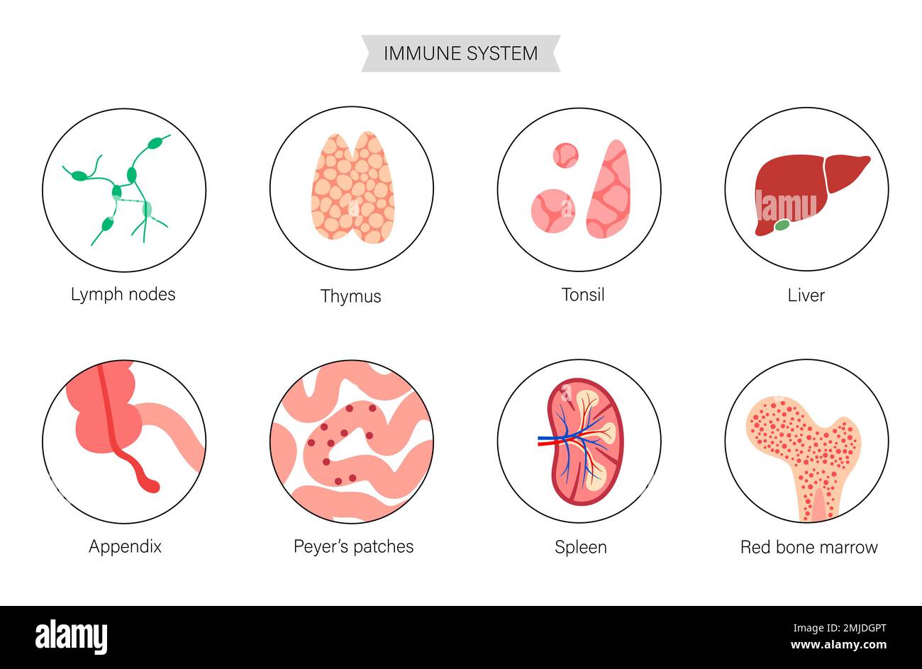 Organe des immunsystems -Fotos und -Bildmaterial in hoher Auflösung – Alamy