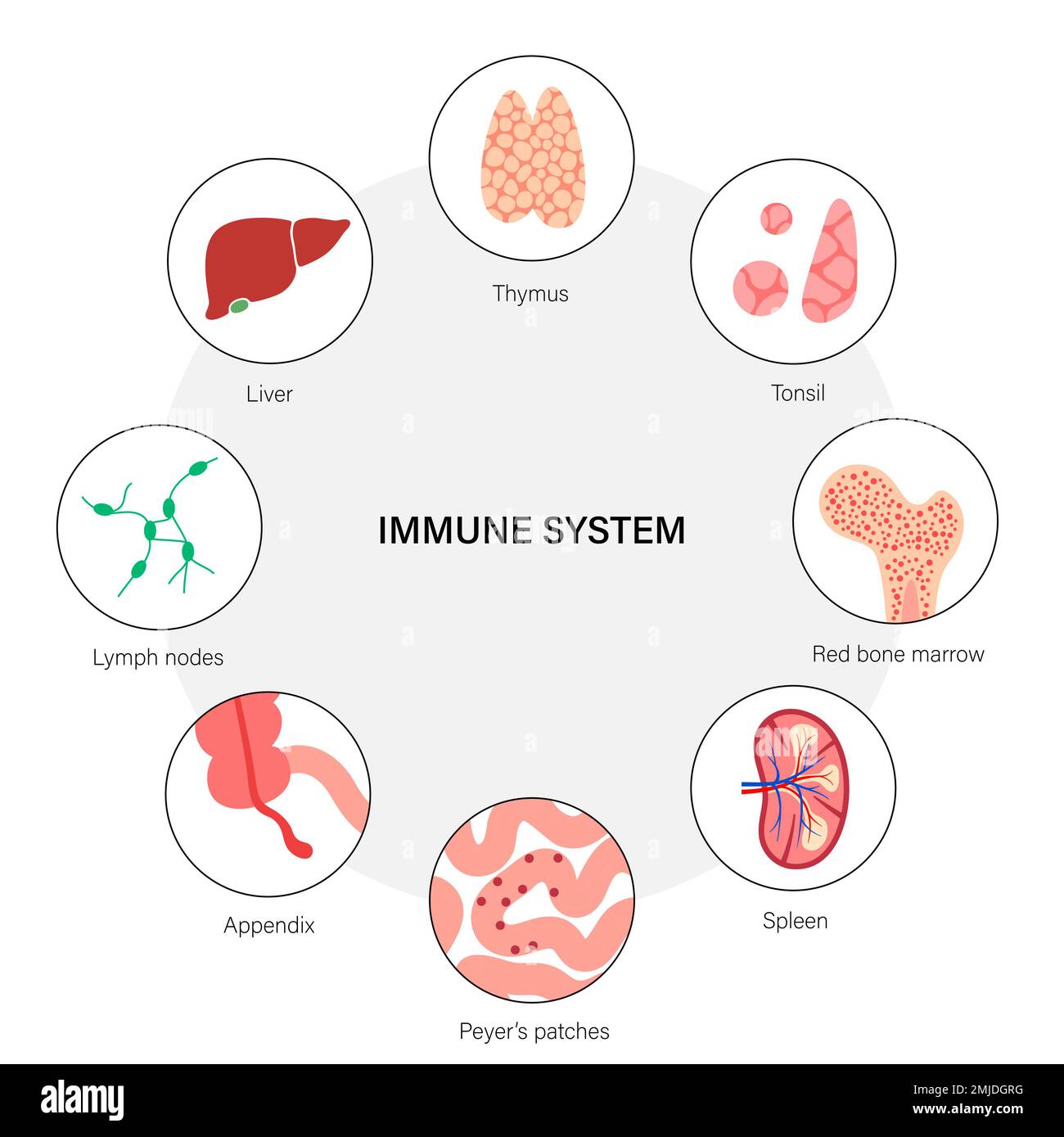 Organe des immunsystems -Fotos und -Bildmaterial in hoher Auflösung – Alamy