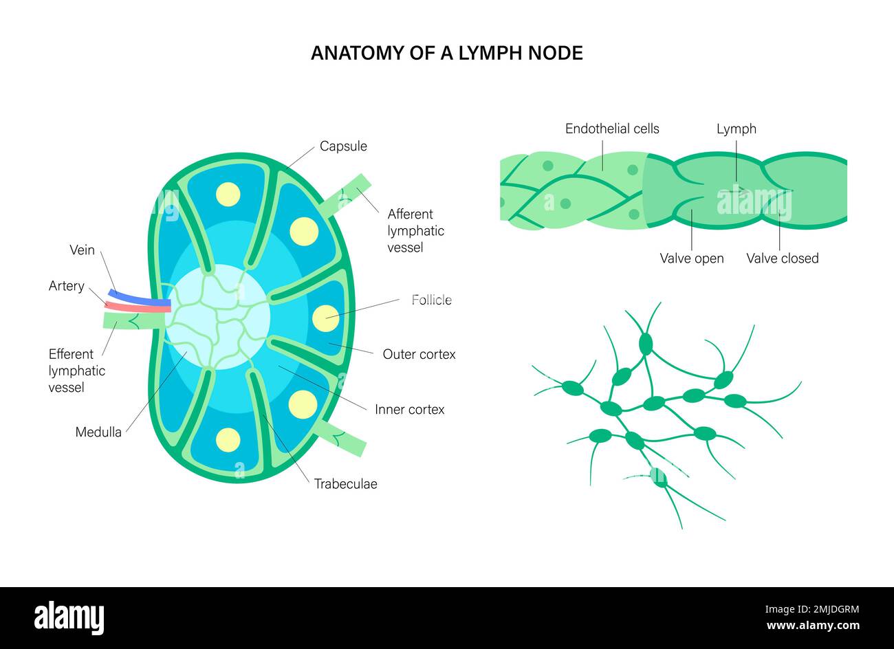 Lymphatic system human body -Fotos und -Bildmaterial in hoher Auflösung ...