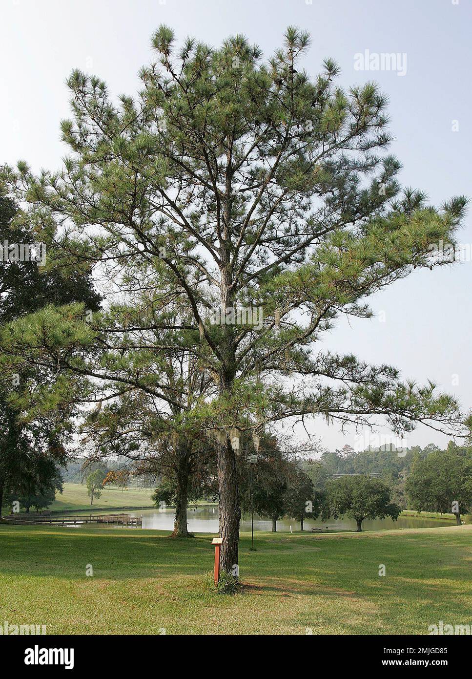 FILE - In this Sept. 14, 2005, file photo, a moon tree planted from ...