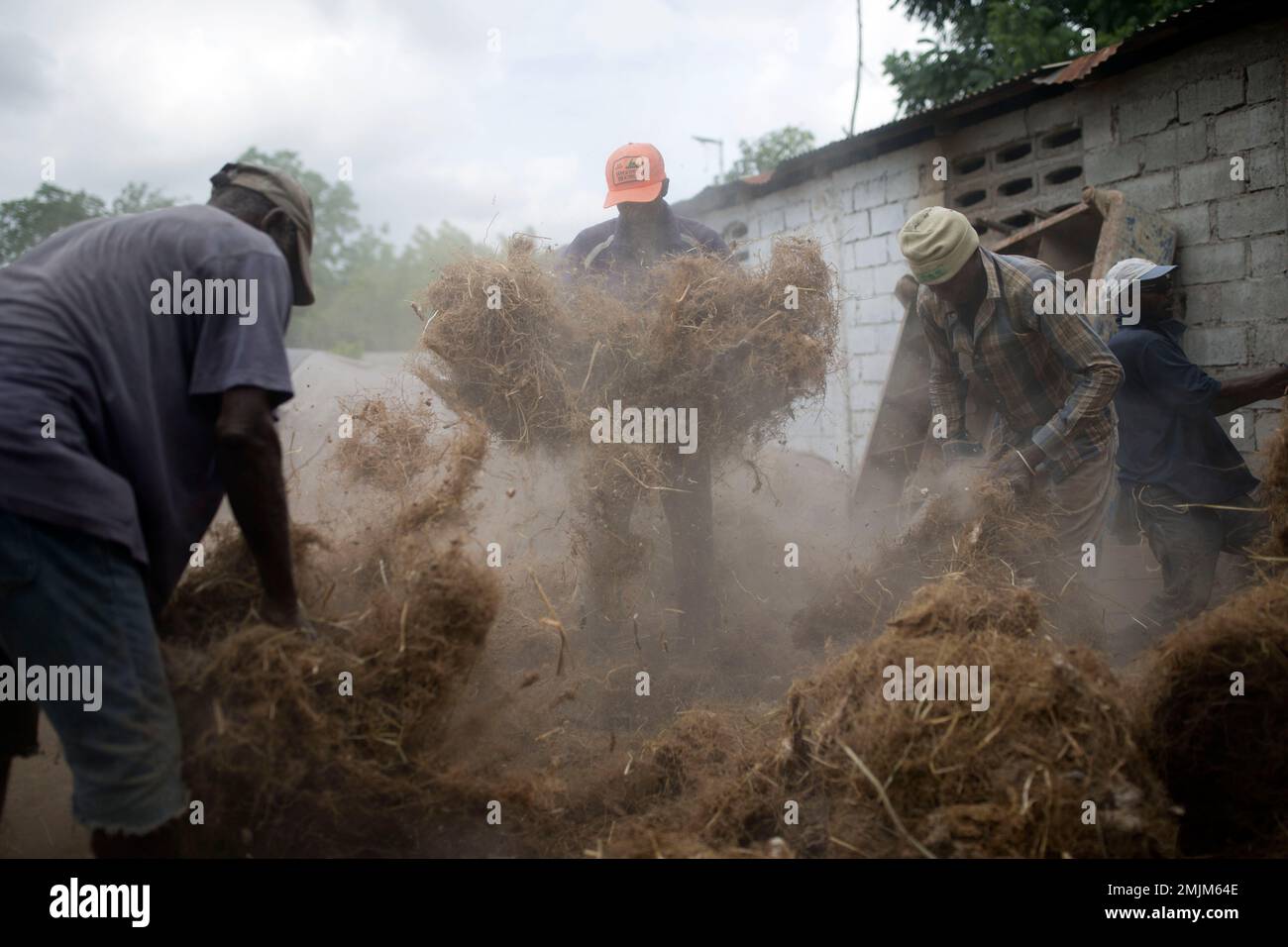 In this May 27, 2019 photo, workers prepare stringy roots culled from ...