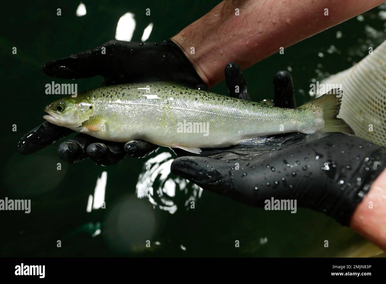 Peter Bowyer, the facility manager at AquaBounty Technologies, holds ...