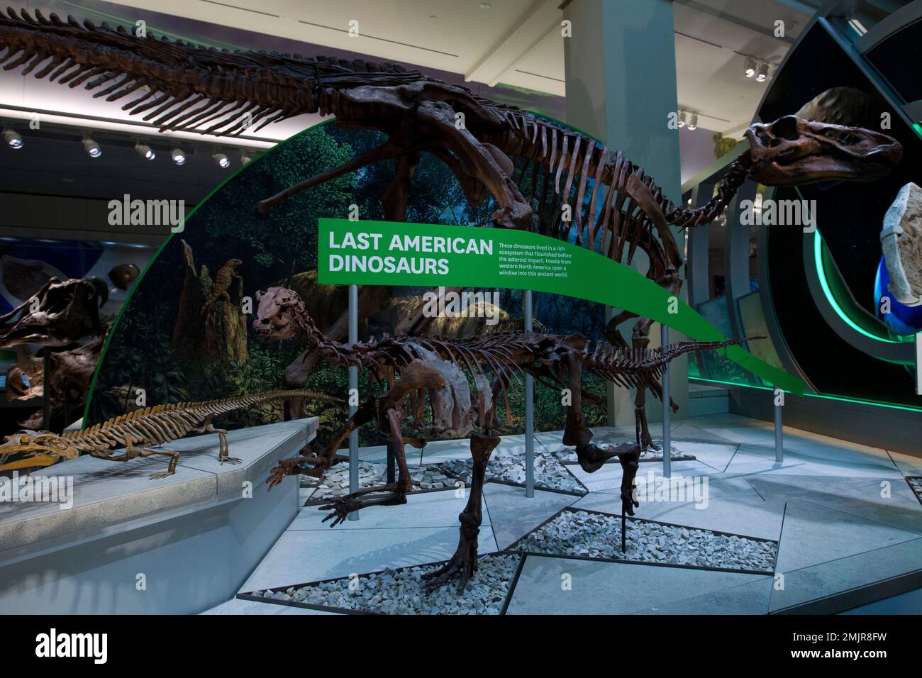 A Tyrannosaurus rex skeleton is seen on display during the Smithsonian ...