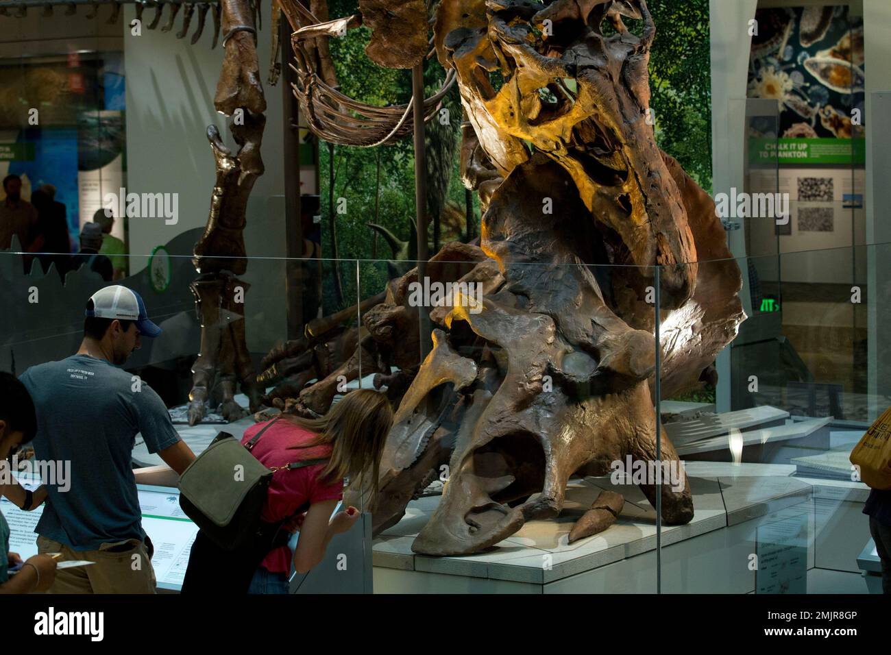 Visitors watch a Tyrannosaurus rex skeleton on display biting a ...