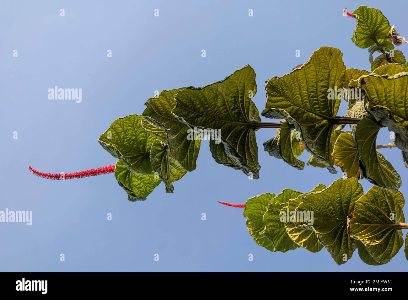 Coccoloba pubescens -Fotos und -Bildmaterial in hoher Auflösung – Alamy