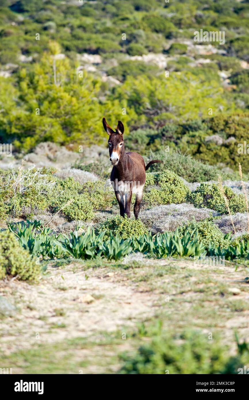 Karpas halbinsel -Fotos und -Bildmaterial in hoher Auflösung – Alamy