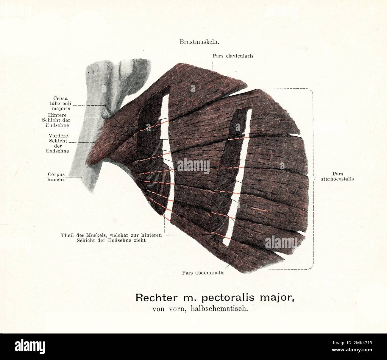 Musculo torax dibujo -Fotos und -Bildmaterial in hoher Auflösung – Alamy