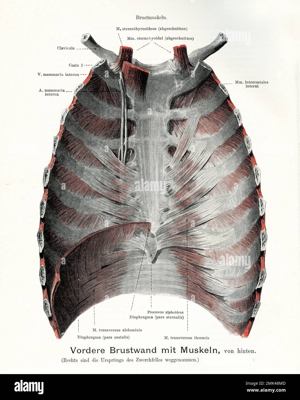 Brustkorb anatomie zeichnung -Fotos und -Bildmaterial in hoher ...