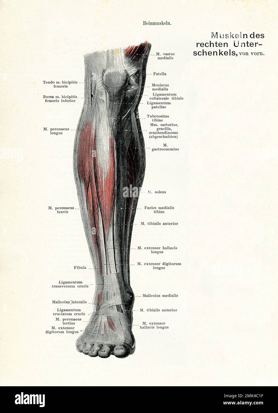 Anatomie des unterschenkels innenseite -Fotos und -Bildmaterial in ...