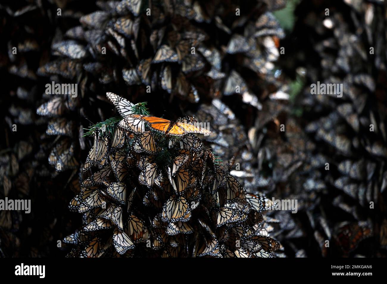 Monarch butterflies cluster in the Amanalco de Becerra sanctuary, in ...