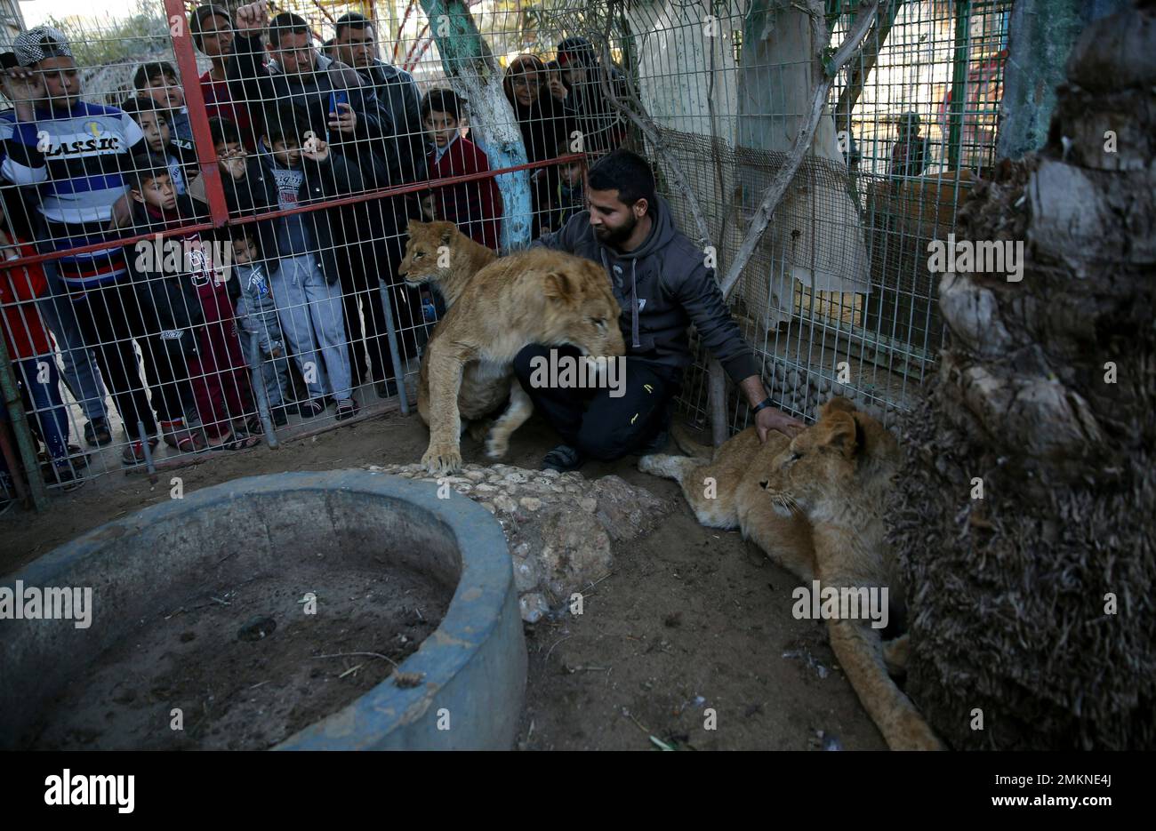 Palestinian visitors watch Ahmad Jomaa, a zoo worker, play with three ...