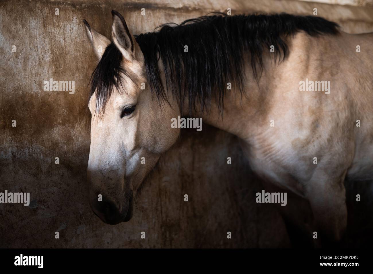 Stehendes pferd in einem stall -Fotos und -Bildmaterial in hoher ...