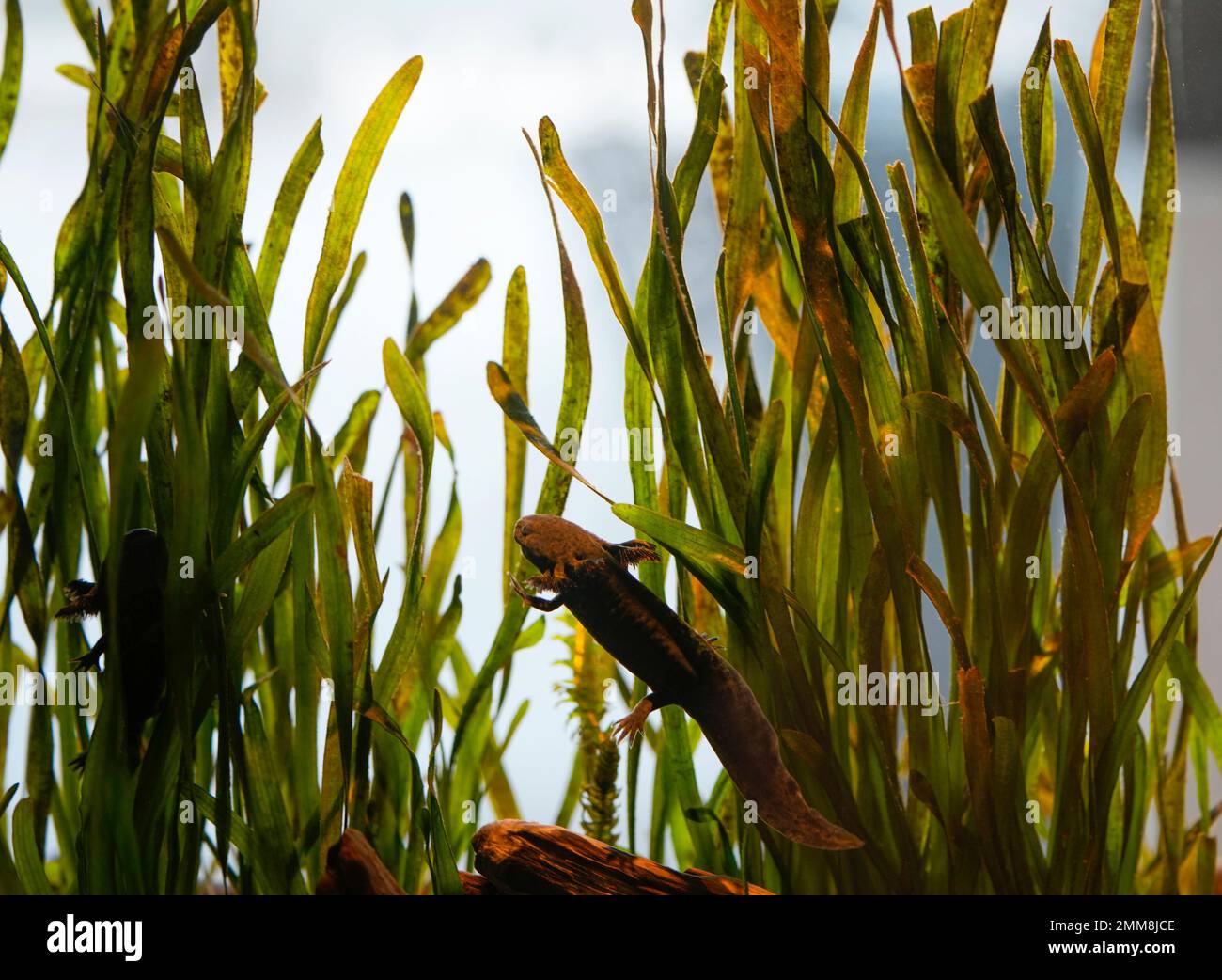 An axolotl, an endangered Mexican salamander, is displayed at the ...