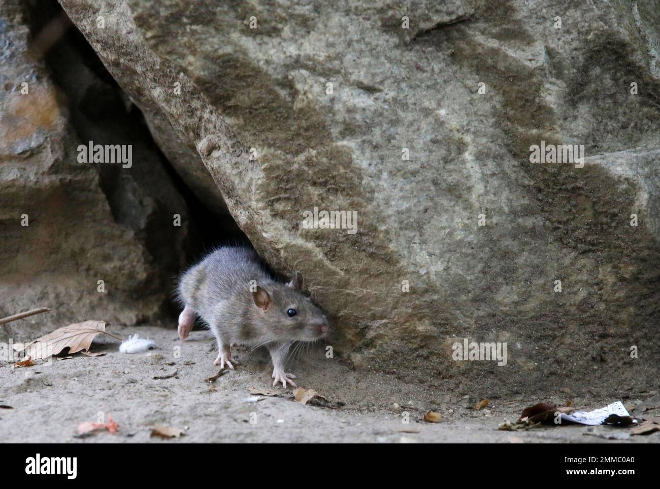FILE - In this Sept. 17, 2015 file photo, a rat leaves its burrow at a ...