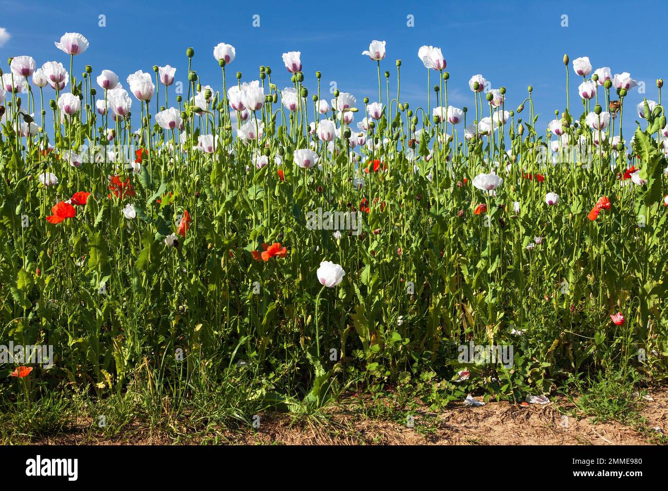 Weißes blühendes Opiummohn-Feld im lateinischen papaver somniferum ...