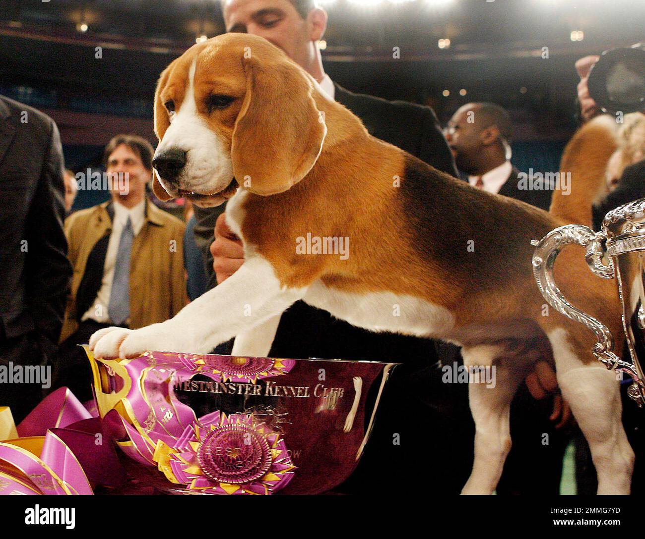 FILE - In this Feb. 12, 2008, file photo, Uno, a 15-inch beagle, poses ...