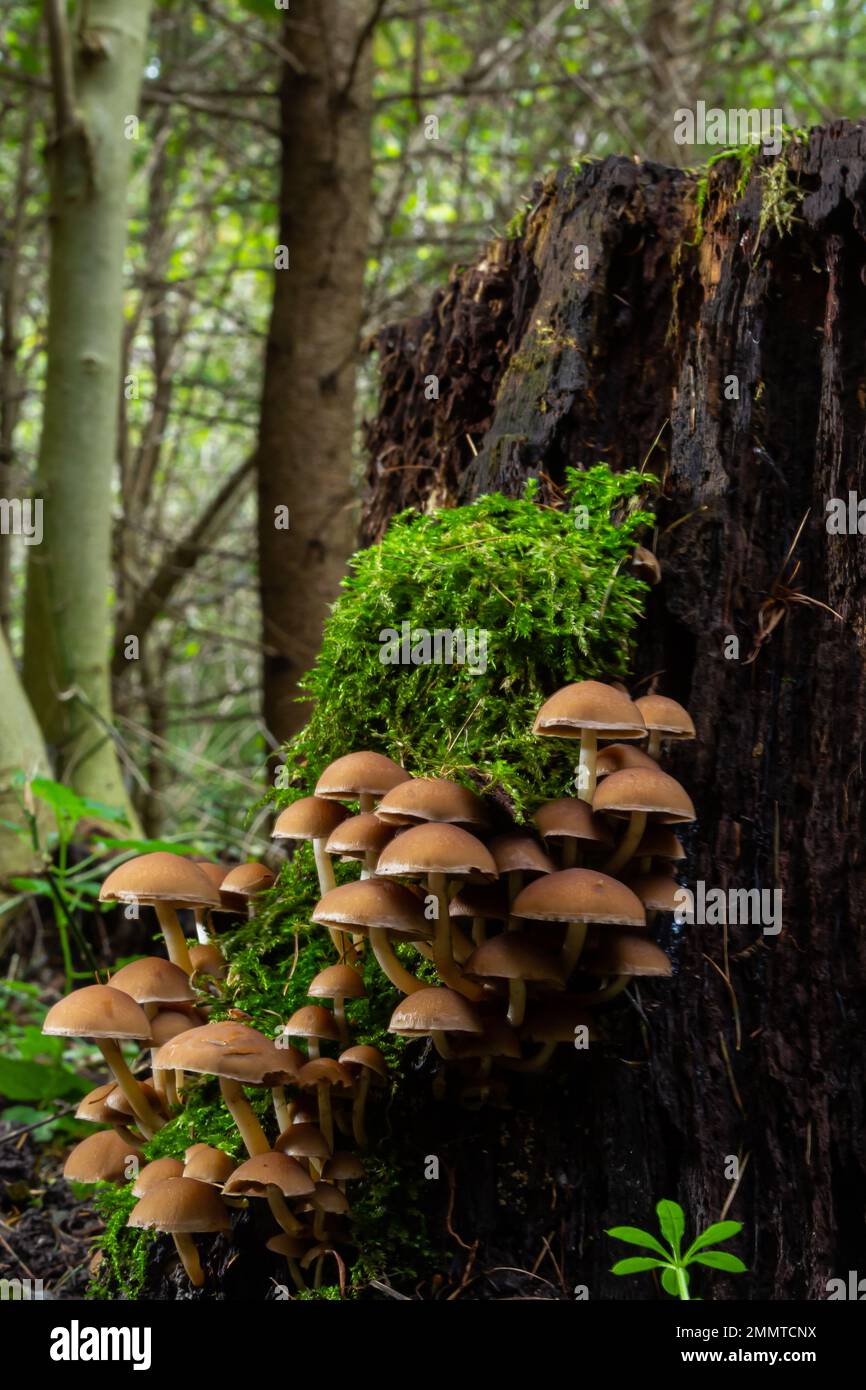 Pholiota mutabilis an einem baumstumpf -Fotos und -Bildmaterial in ...