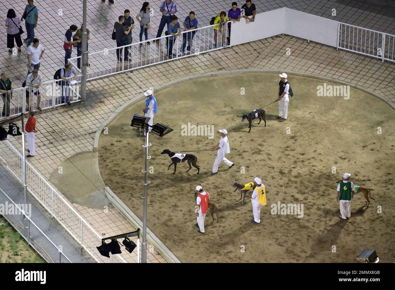 In this June 2, 2018 photo, dog handlers escort the greyhounds before ...