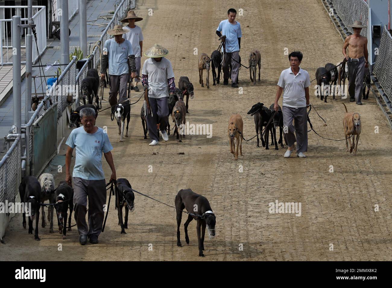 In this June 2, 2018 photo, dog handlers escort the greyhounds walking ...