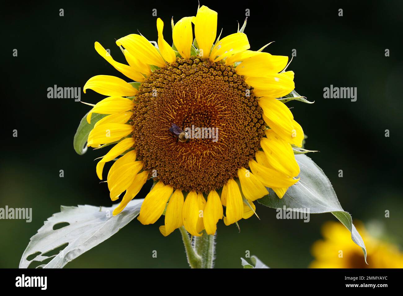 This is a July 13, 2018 photograph of a bumble bee gathering nectar ...