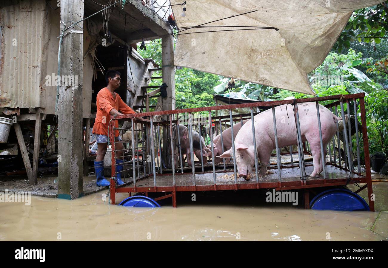 A resident holds his pig pen attached with empty metal tanks to keep ...