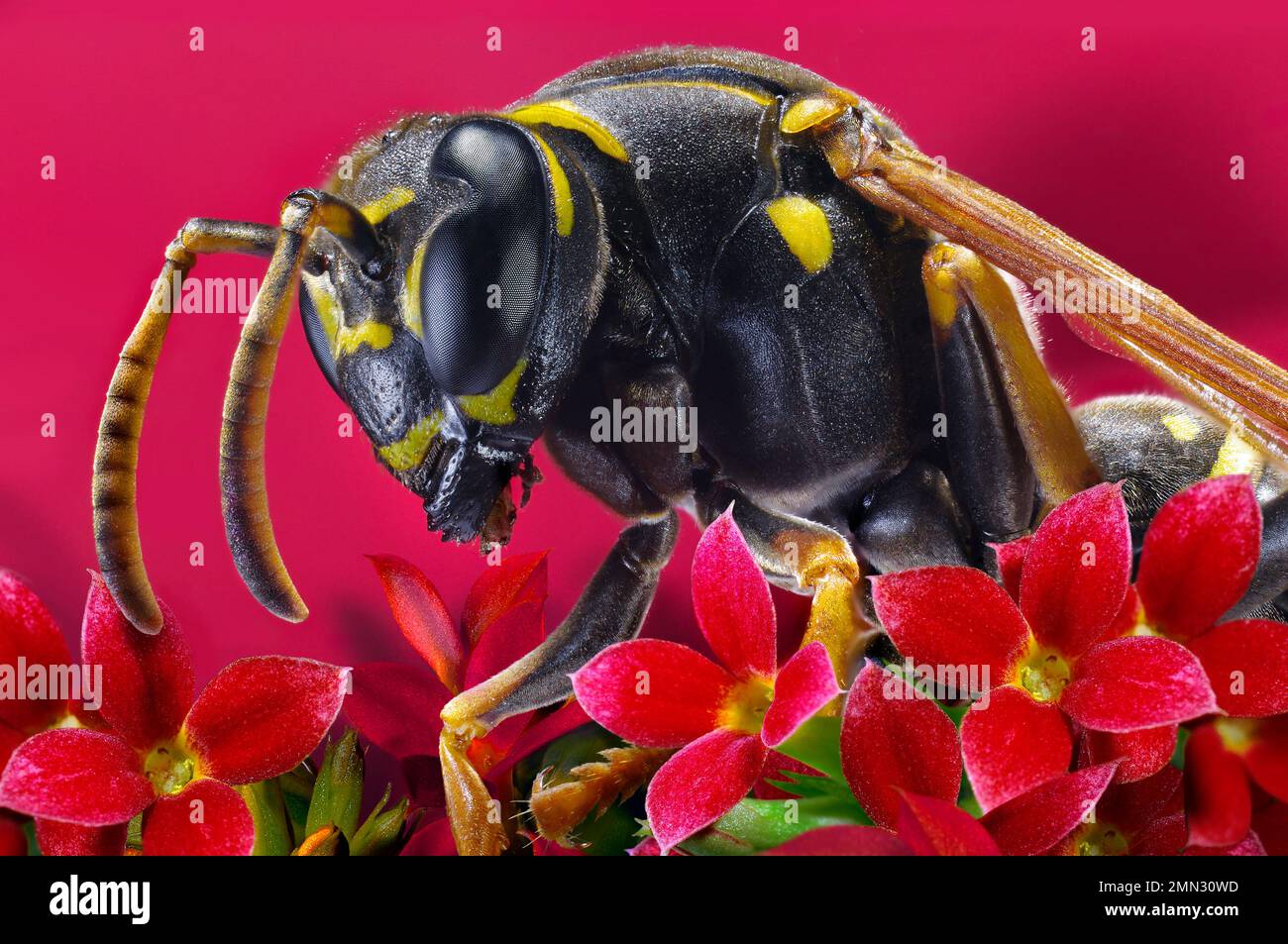 Wespen makro -Fotos und -Bildmaterial in hoher Auflösung – Alamy